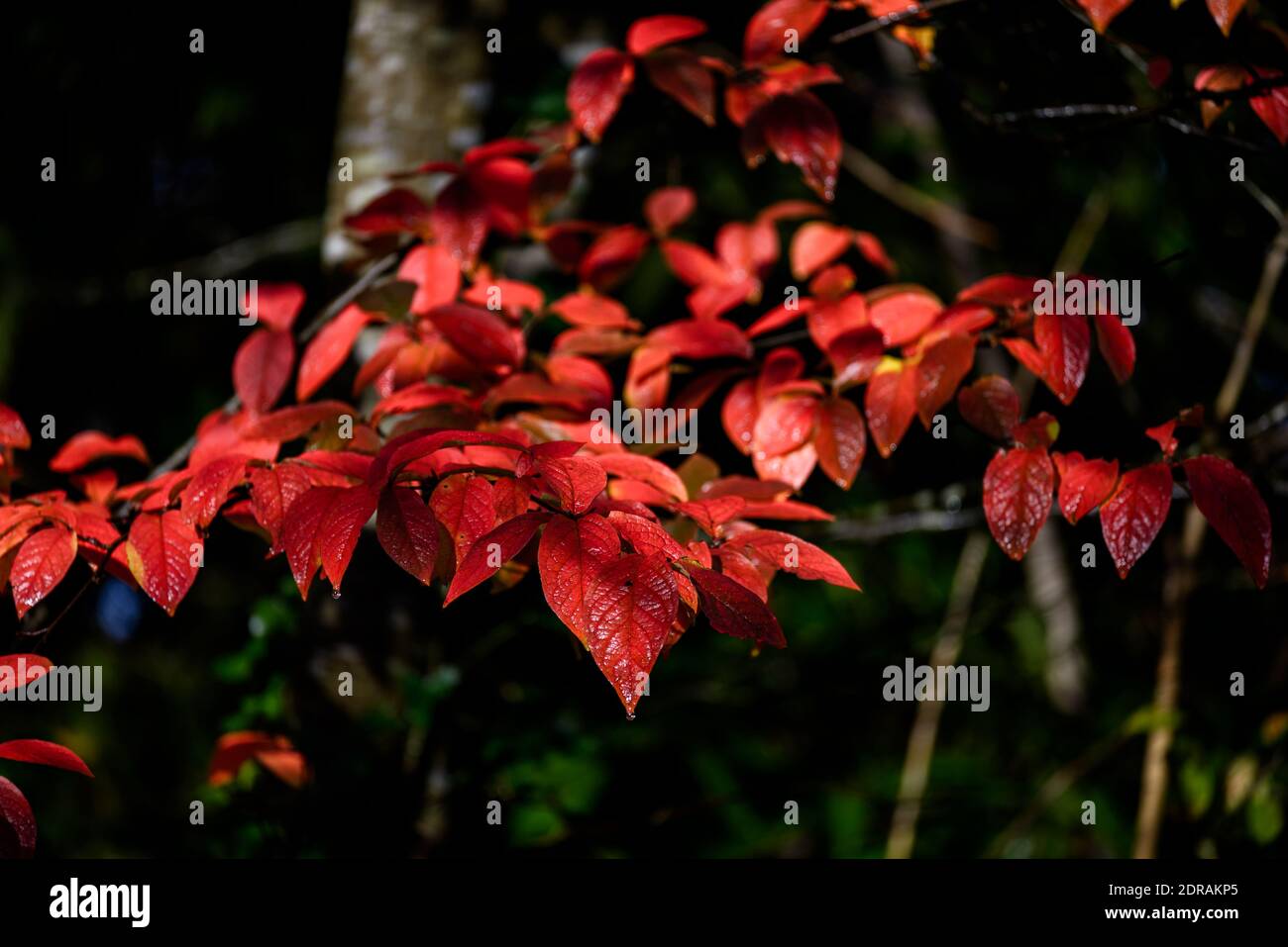 The coloration of autumn leaves in Irish forest Stock Photo - Alamy