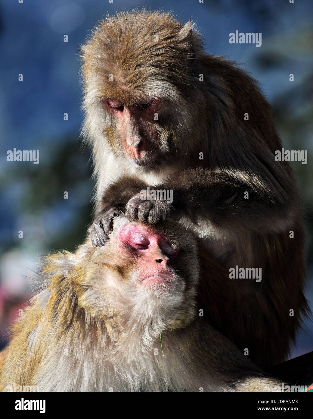 Hairy people india hi-res stock photography and images - Alamy