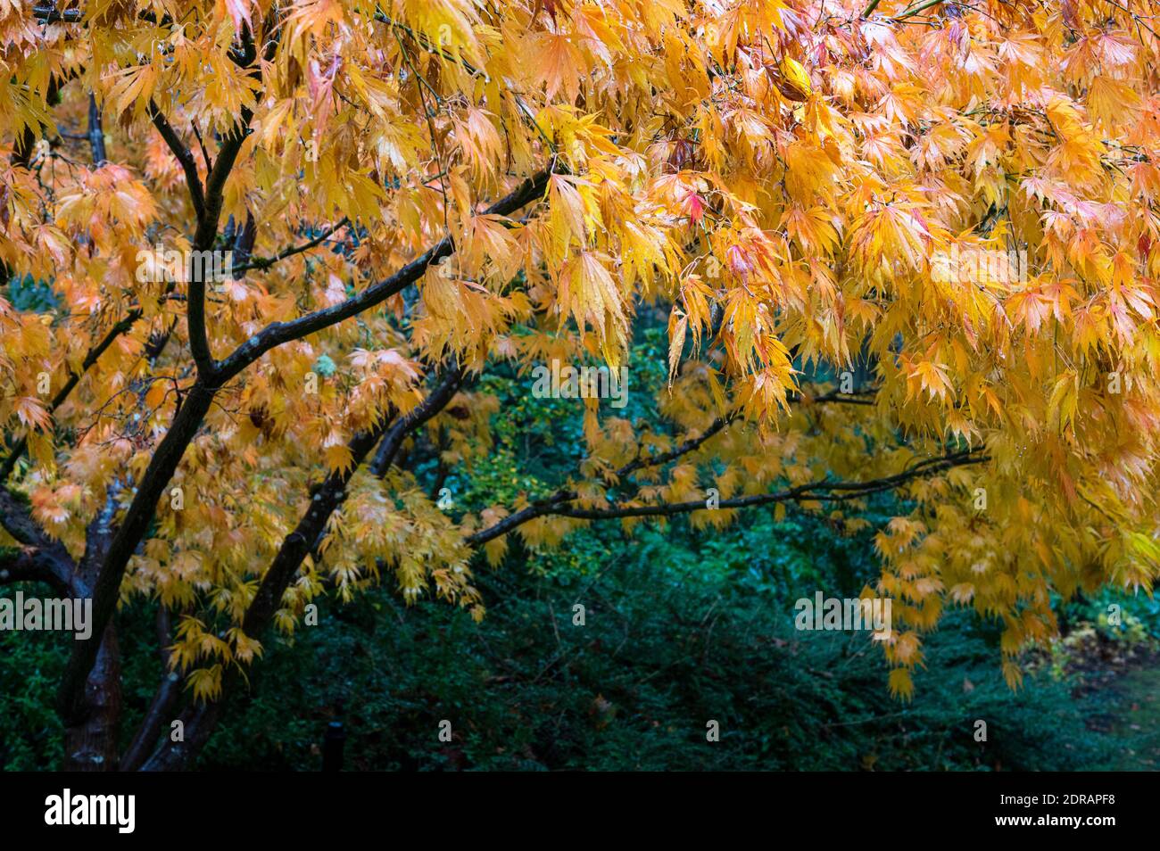 yellow Japanese maple tree in the fall Stock Photo - Alamy