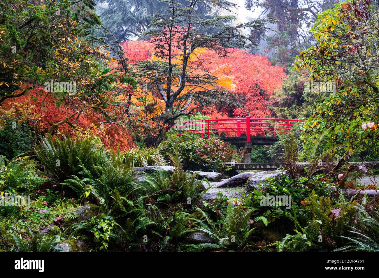 Japanese maple park hi-res stock photography and images - Alamy