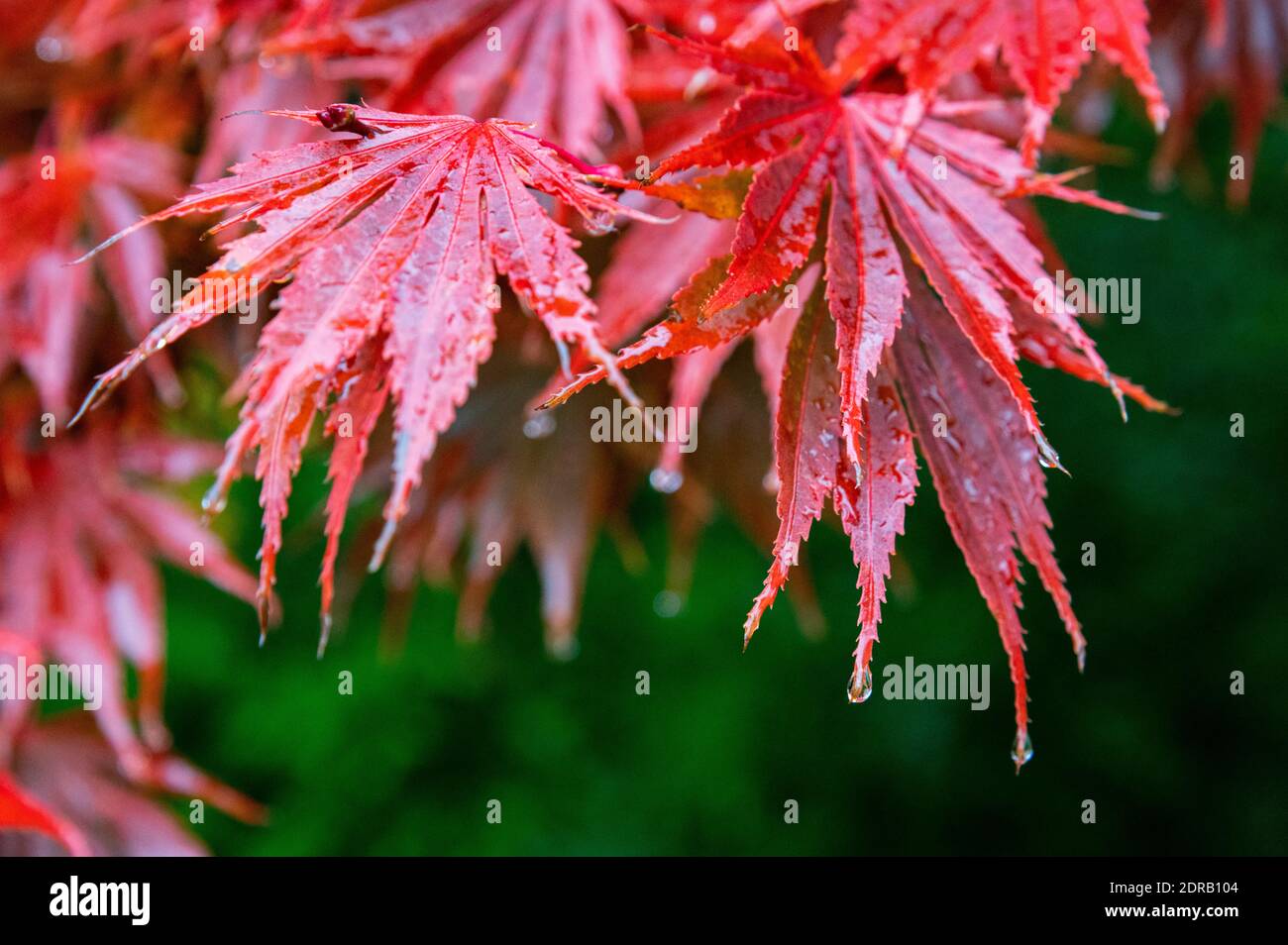 Autumn rain drops on red hi-res stock photography and images - Alamy