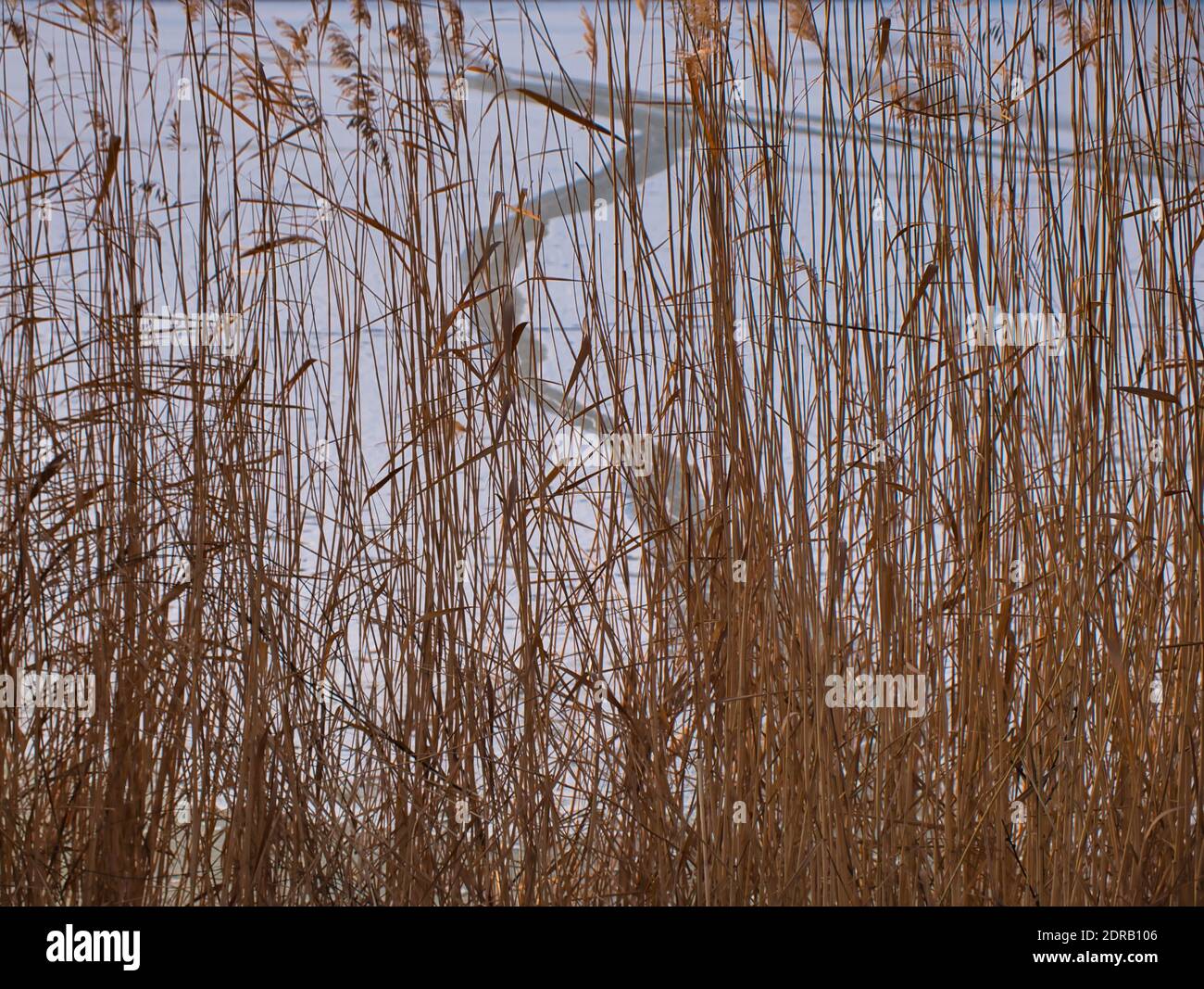 dried tall grass on a lake shore in winter Stock Photo - Alamy
