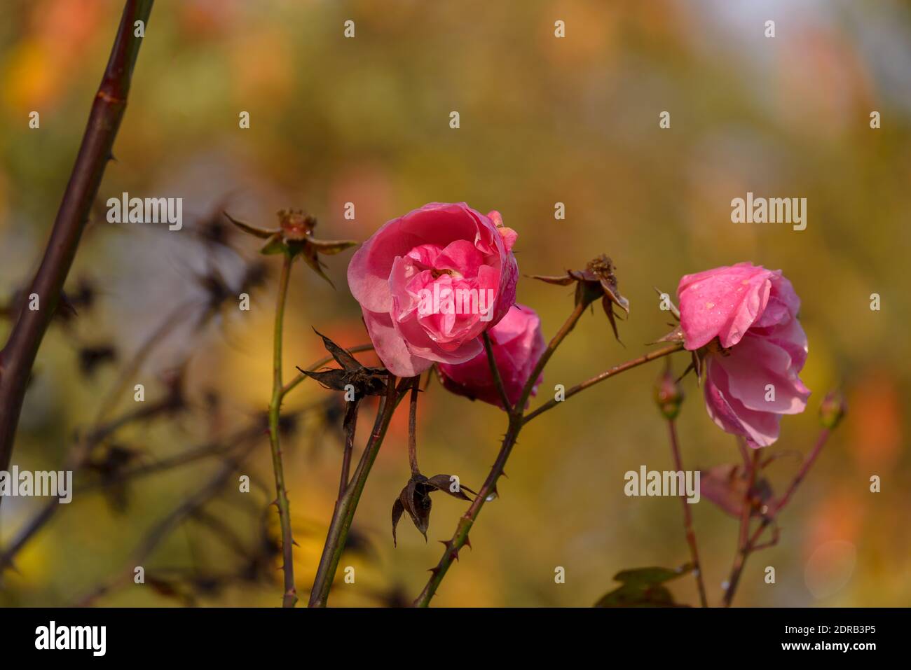Petal frost hi-res stock photography and images - Alamy