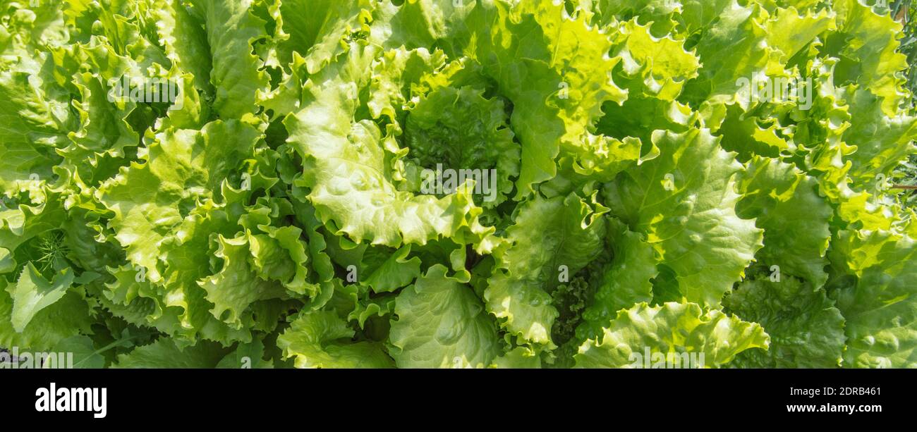 Fresh green leaf lettuce background, banner, natural background Stock ...