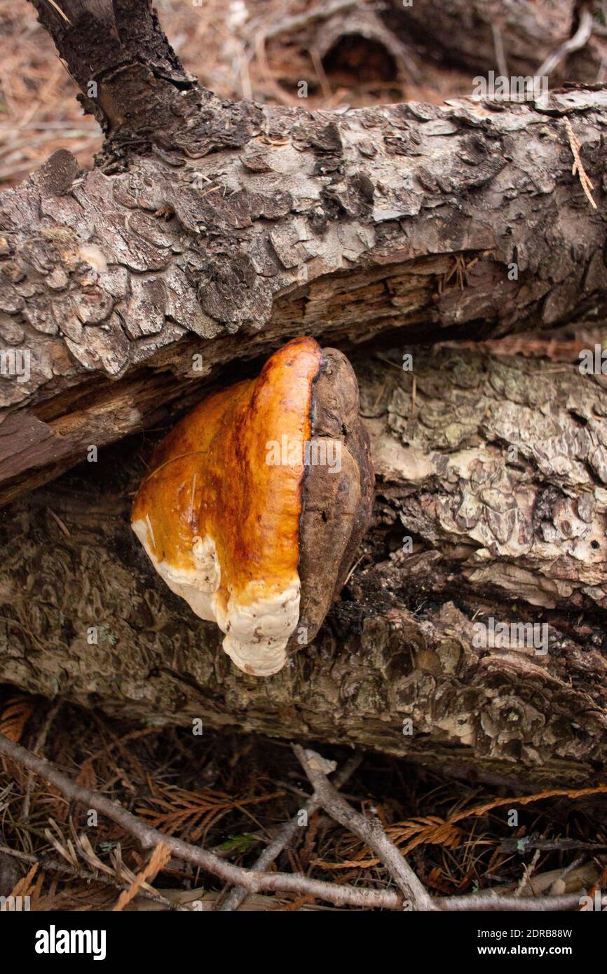 Fomitopsis pinicola complex. Red Belt Conk mushroom growing on a dead ...