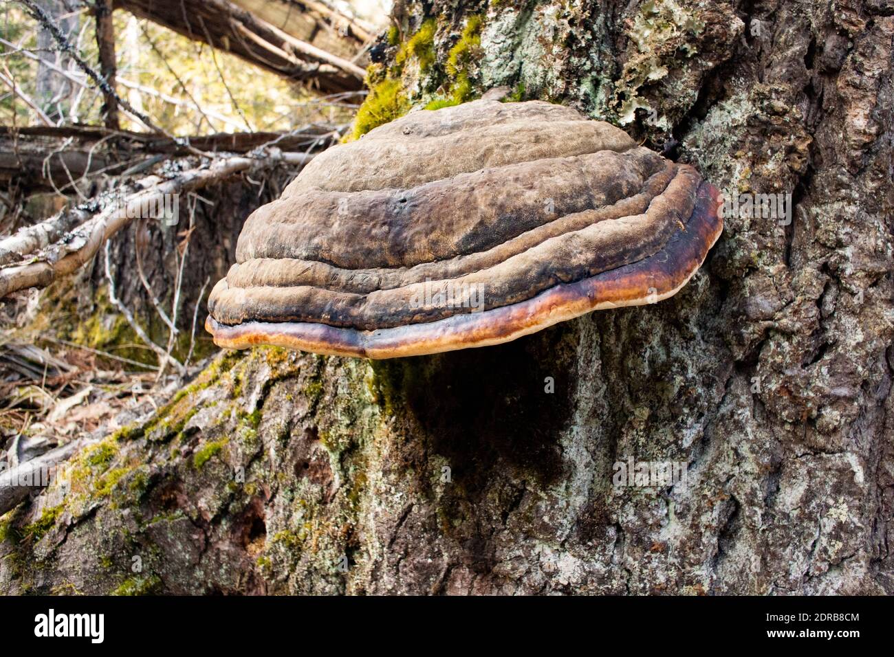 Fomitopsis pinicola complex. Red Belt Conk mushroom growing on the base ...