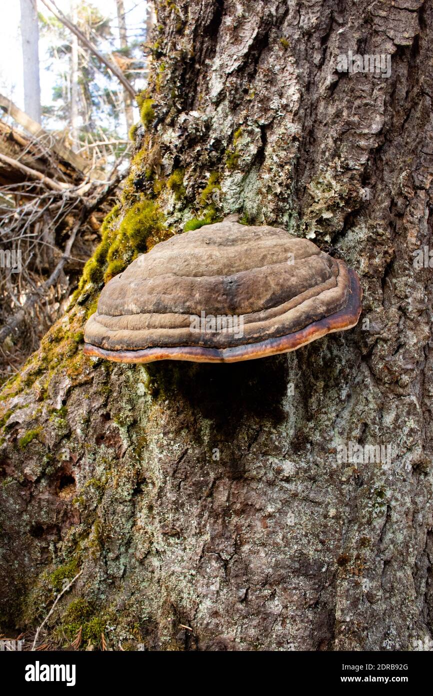 Fomitopsis pinicola complex. Red Belt Conk mushroom growing on the base ...