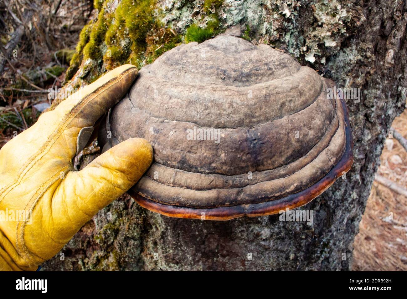 Fomitopsis pinicola complex. Red Belt Conk mushroom growing on the base ...
