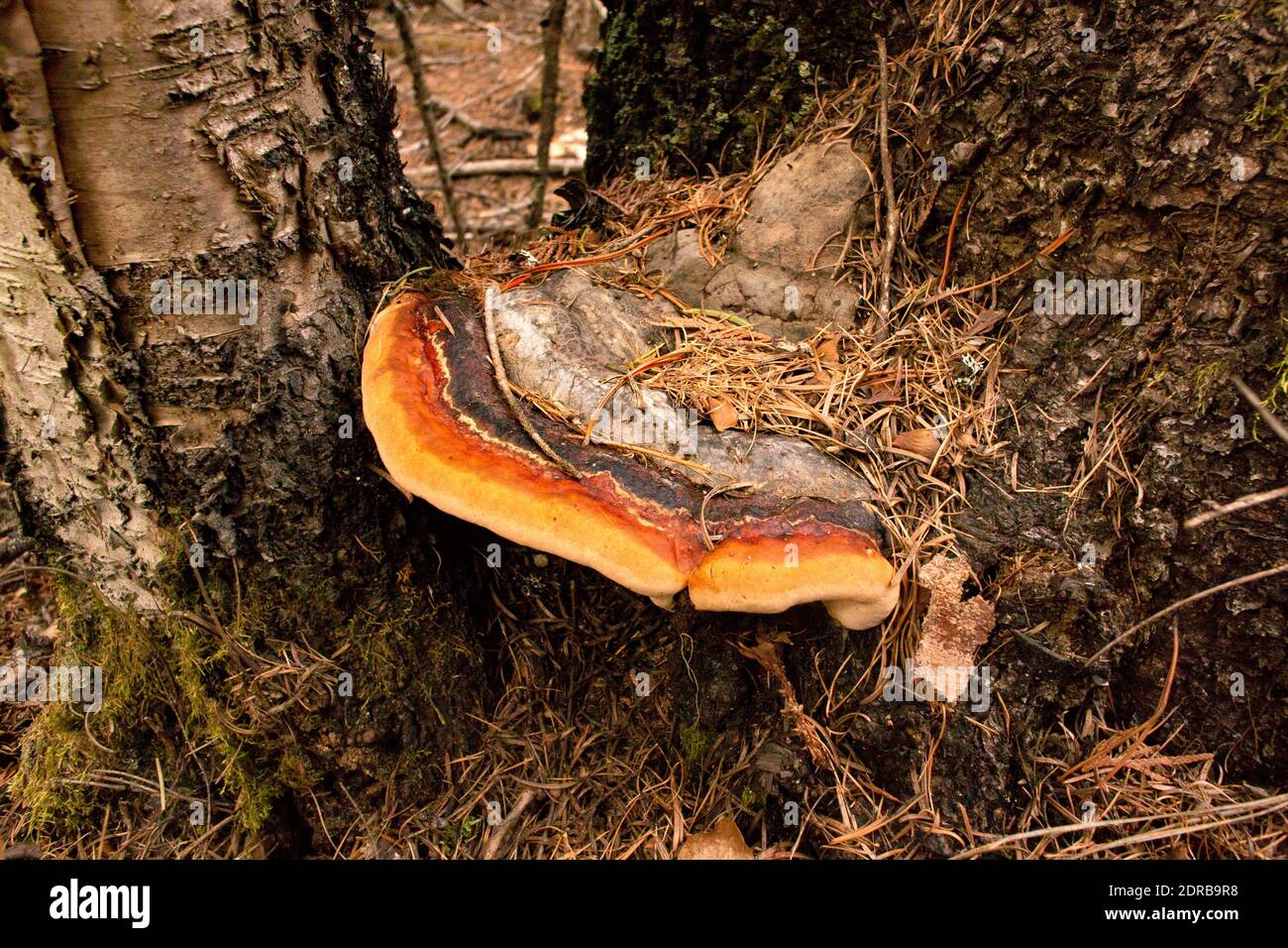 Red band polypore hi-res stock photography and images - Alamy