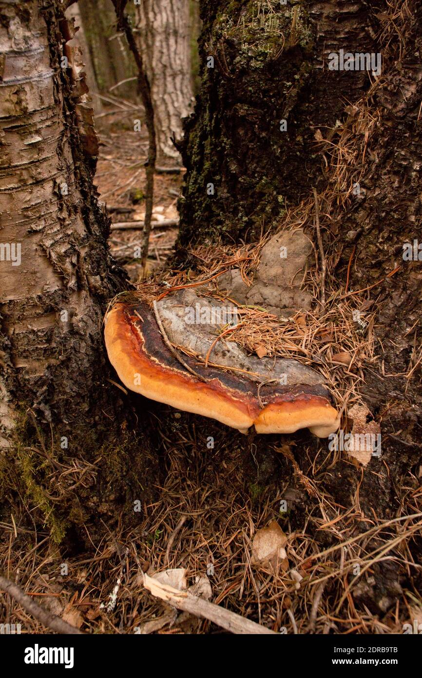 Fomitopsis pinicola complex. Red Belt Conk mushroom growing on the base ...