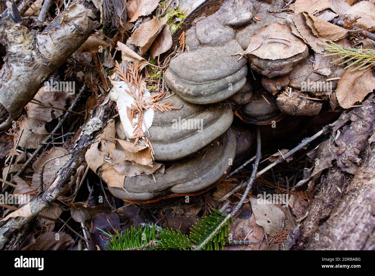 Fomitopsis pinicola complex. A large cluster of Red Belt Conk mushrooms ...