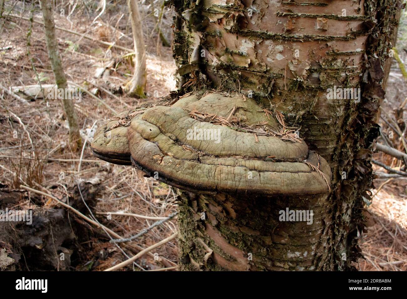Fomitopsis pinicola complex. Red Belt Conk mushroom growing on the end ...