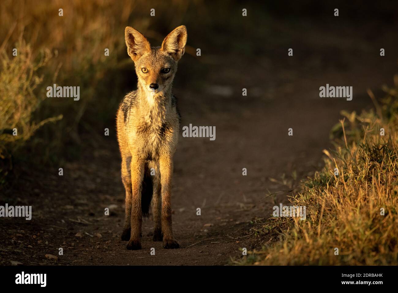 Full Length Of Jackal Standing On Land Stock Photo - Alamy