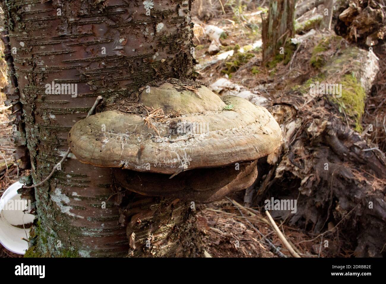 Fomitopsis pinicola complex. Red Belt Conk mushroom growing on the end ...