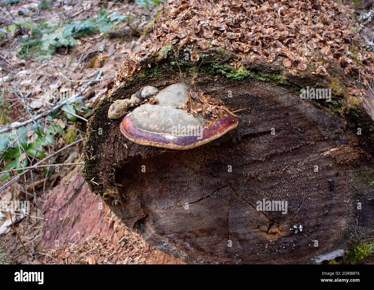 Fomitopsis pinicola complex. Red Belt Conk mushroom growing on the end ...