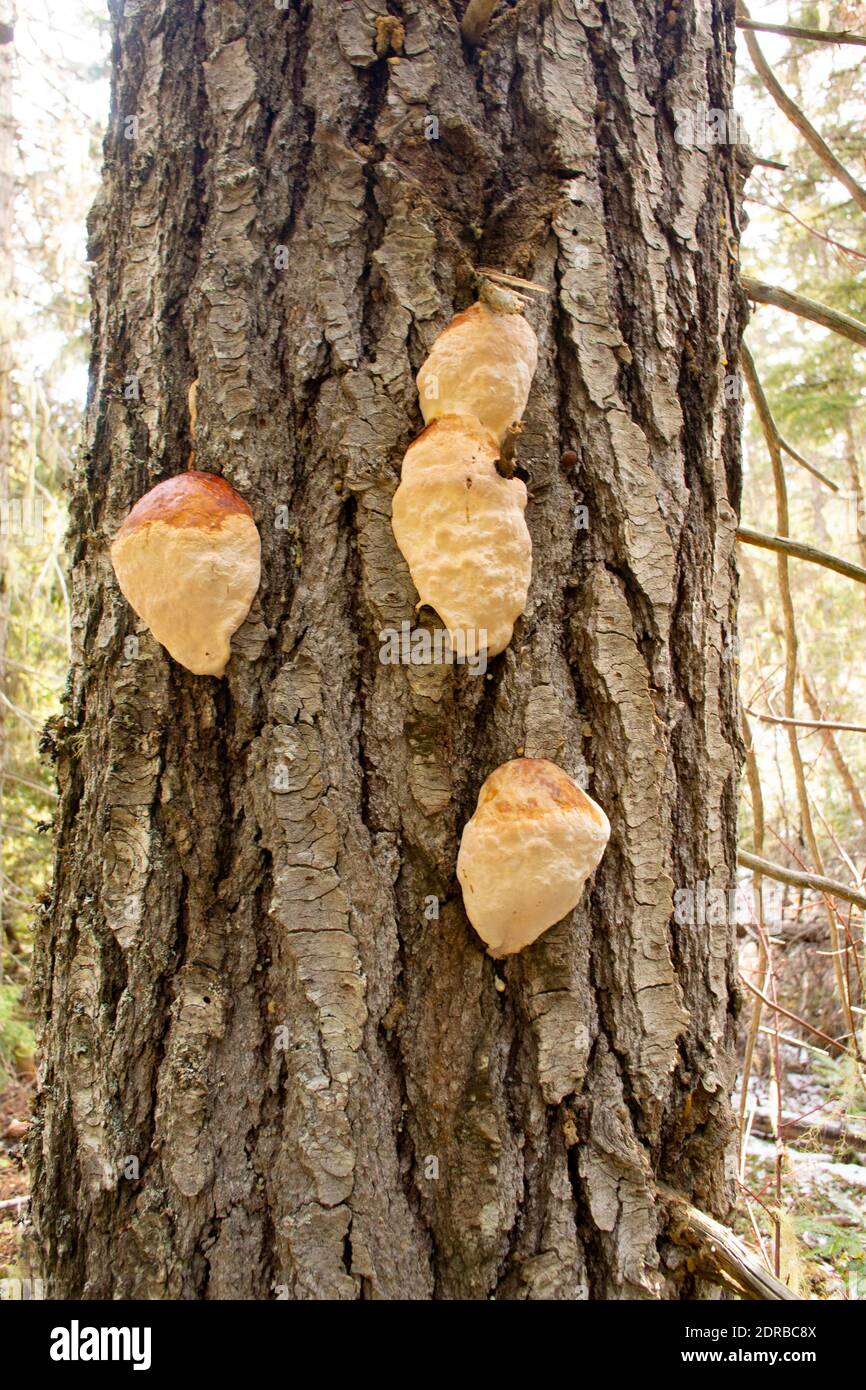 Hemlock log hi-res stock photography and images - Alamy
