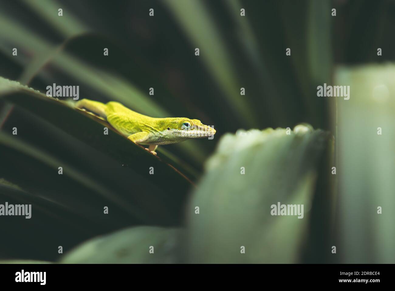 Native american wild animals hi-res stock photography and images - Alamy