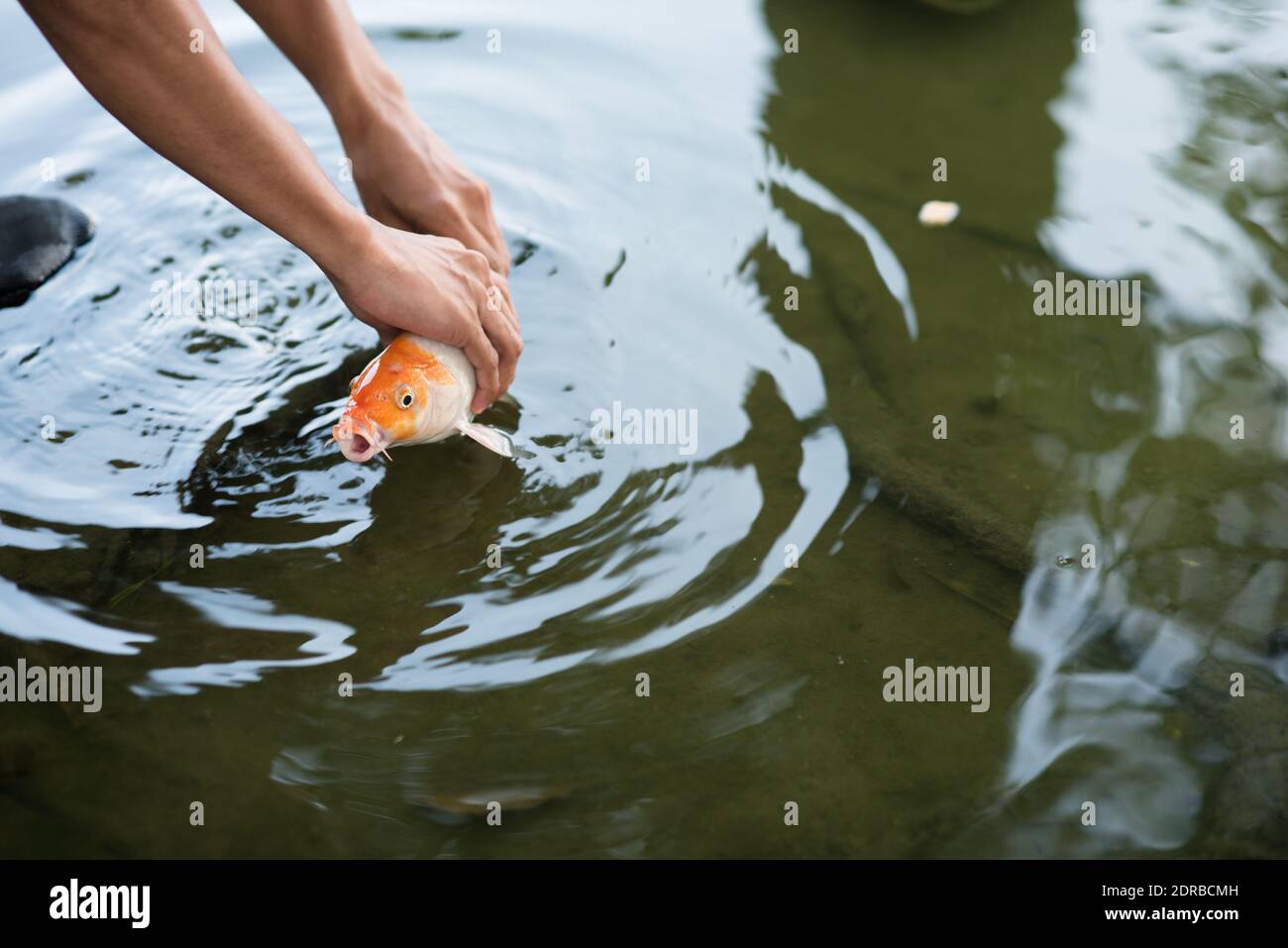 Good Luck Animals High Resolution Stock Photography and Images - Alamy