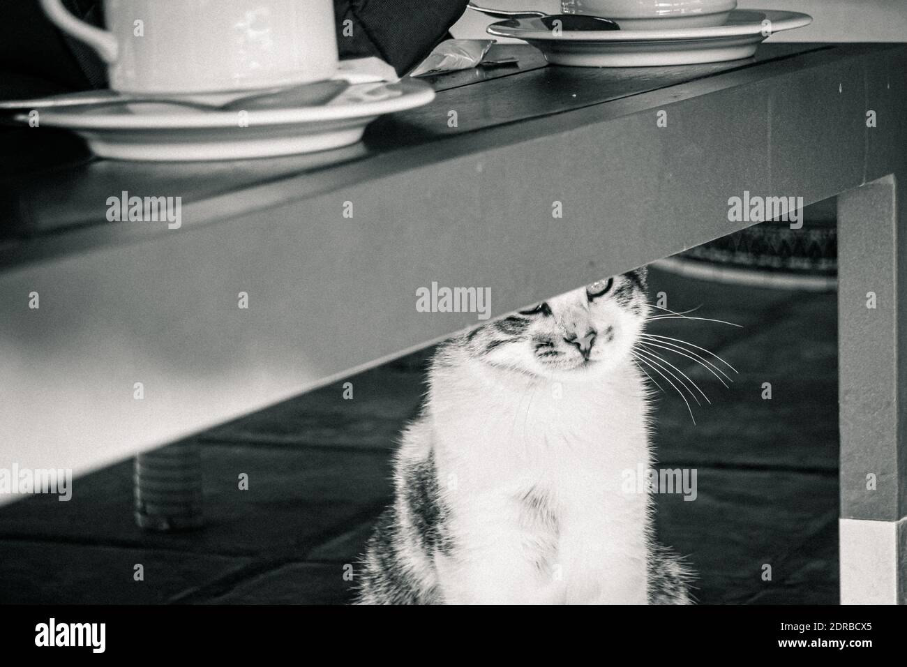 Cat hiding table hi-res stock photography and images - Alamy