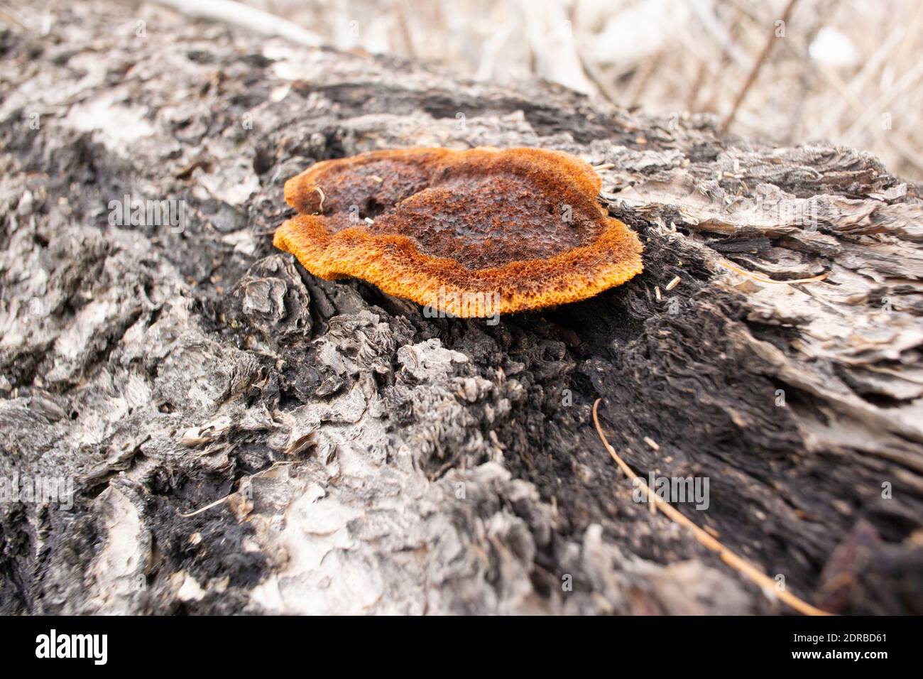 Gloeophyllum sepiarium, Rusty Gilled Polypore, growing on the trunk of ...