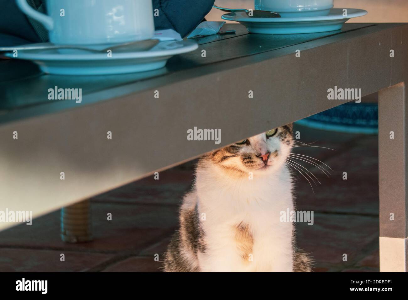 Tabby cat under table hi-res stock photography and images - Alamy