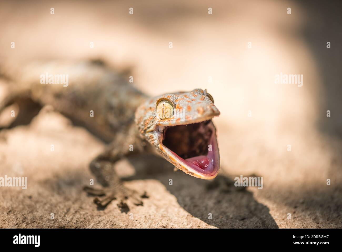 Angry head lizard hi-res stock photography and images - Alamy