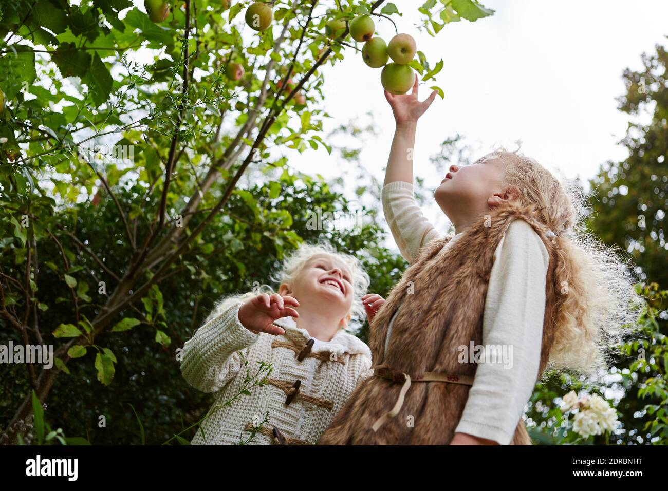 People reaching fruit on tree hi-res stock photography and images - Alamy