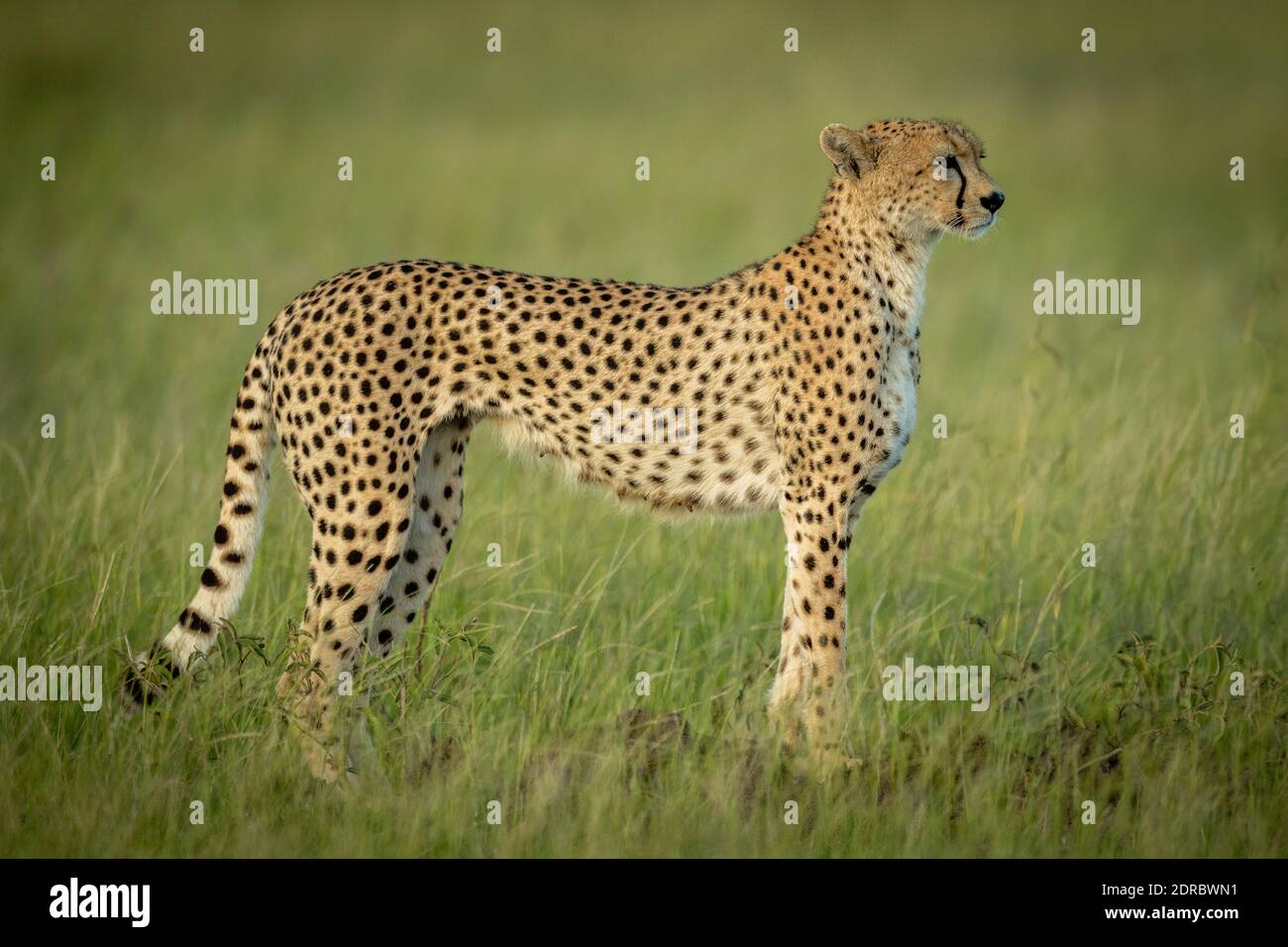 Undomesticated Animals High Resolution Stock Photography and Images - Alamy