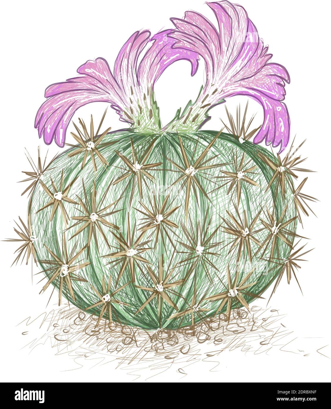 Illustration Hand Drawn Sketch of Acanthocalycium Cactus with Pink ...