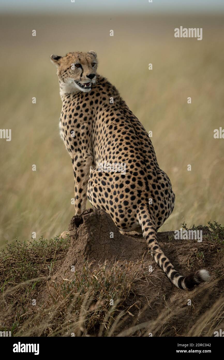 Tanzania safari cheetah rock hi-res stock photography and images - Alamy