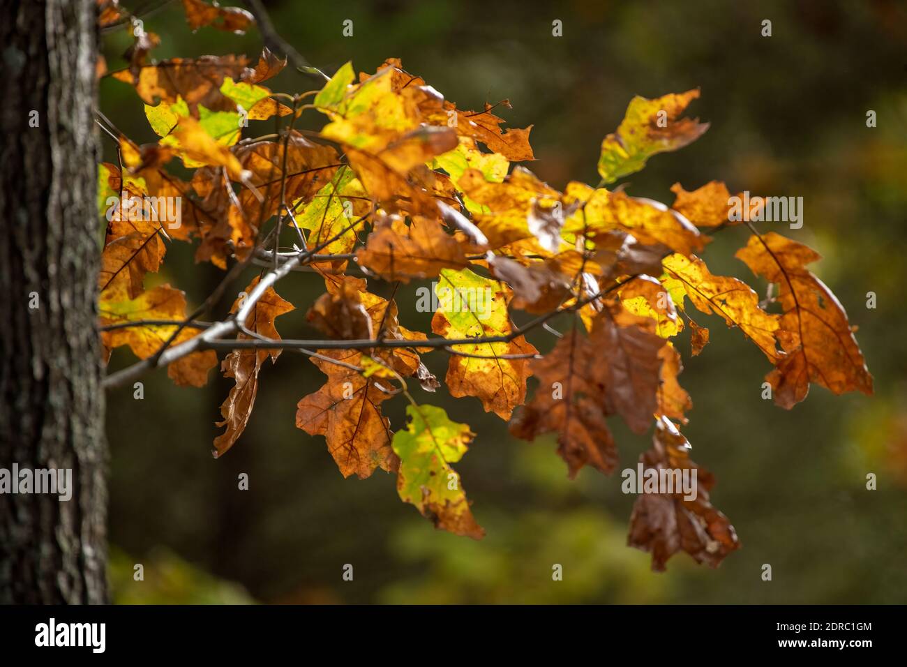 Trees with discolored leaves hi-res stock photography and images - Alamy