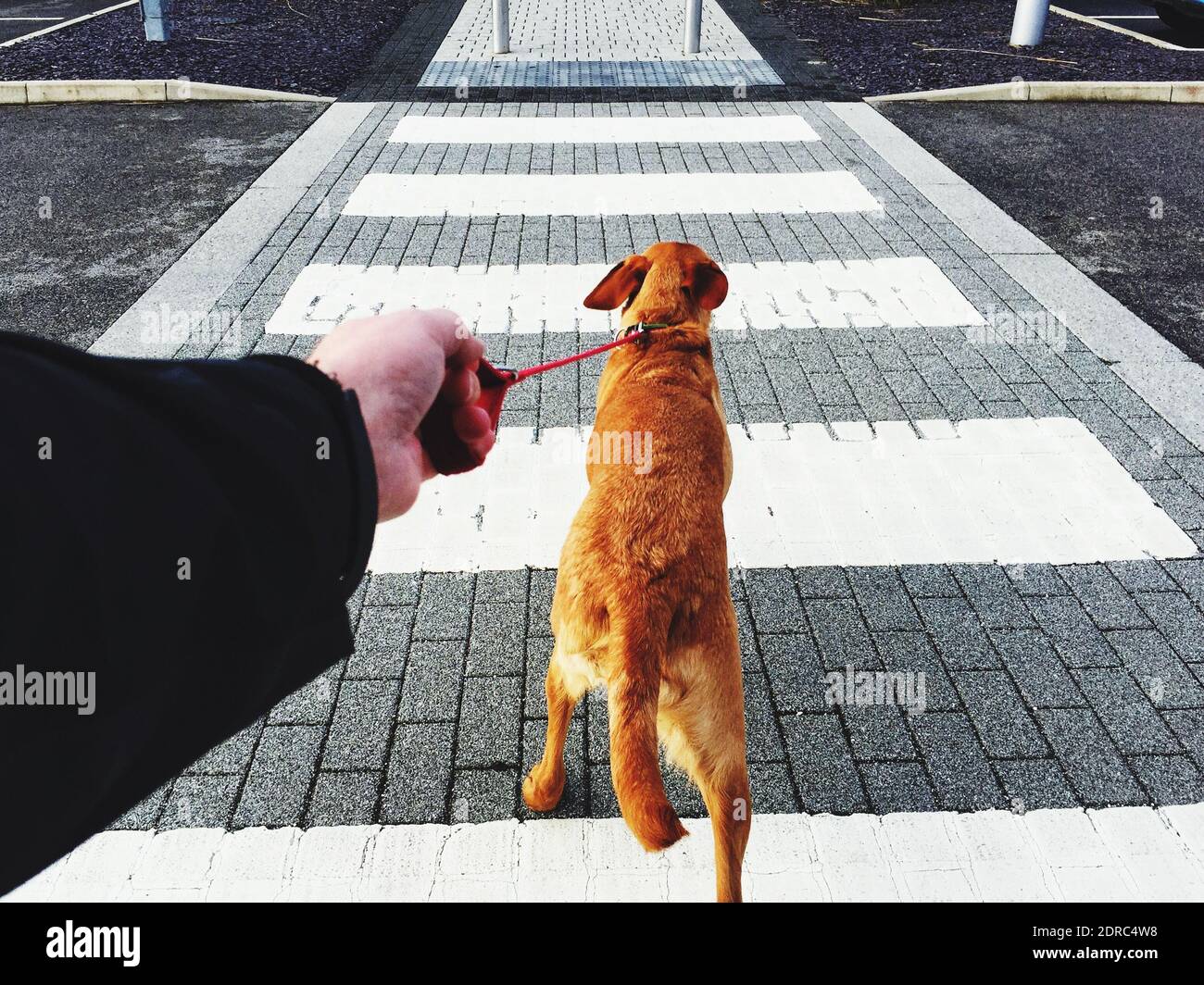 Dog pulling leash hi-res stock photography and images - Alamy
