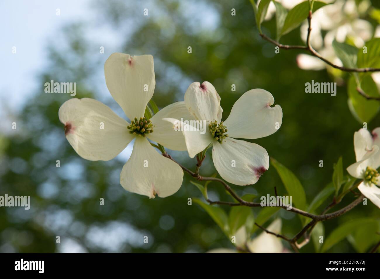Cornus florida, the flowering dogwood, is a species of flowering tree ...