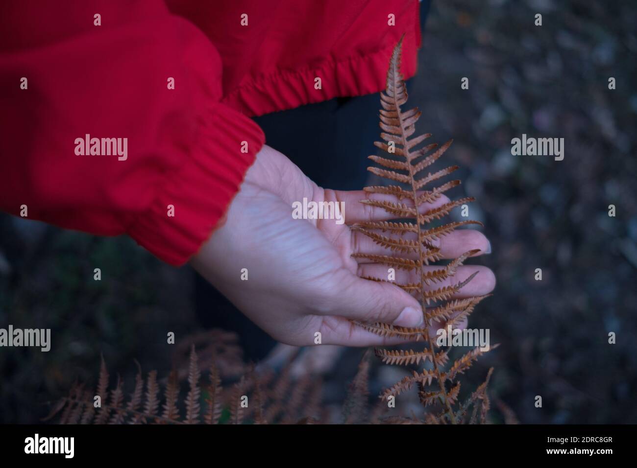 Hand touching fern hi-res stock photography and images - Alamy