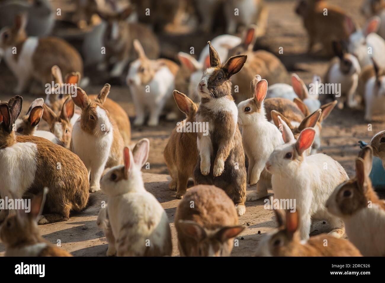 Rabbits On Field Stock Photo - Alamy