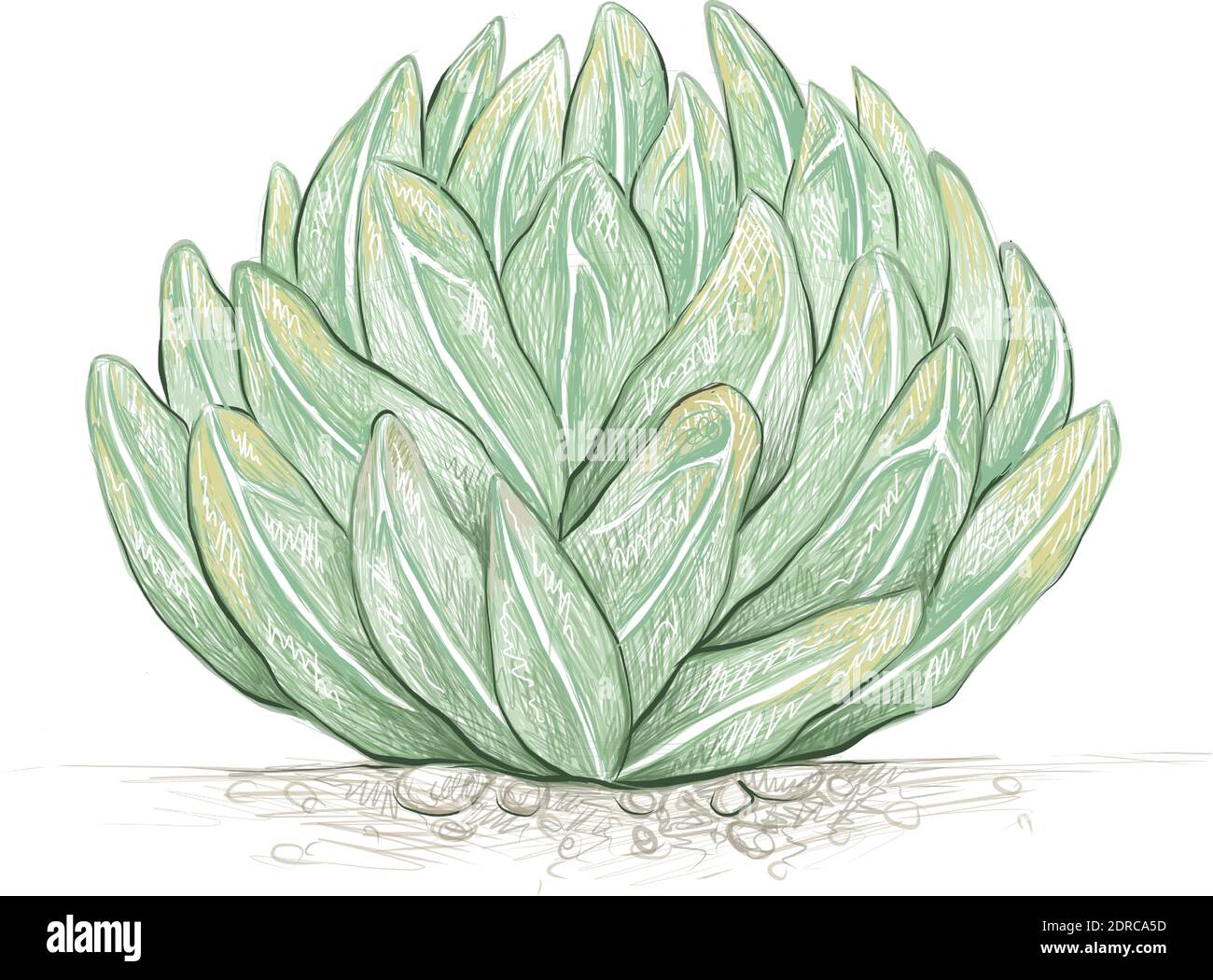 Queen victoria agave Stock Vector Images - Alamy