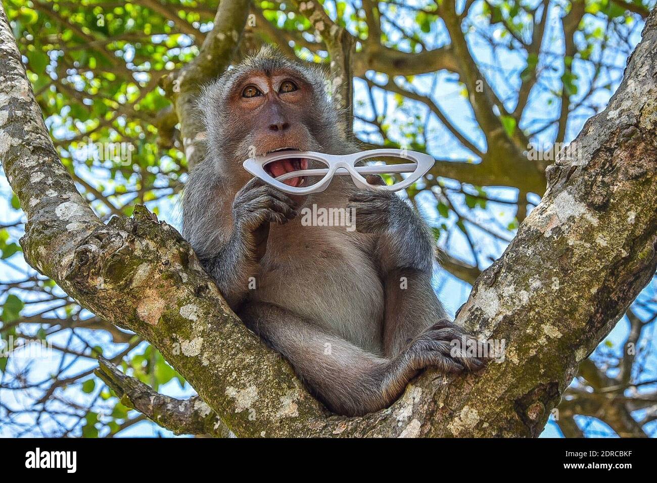 Monkey with eyeglasses hi-res stock photography and images - Alamy
