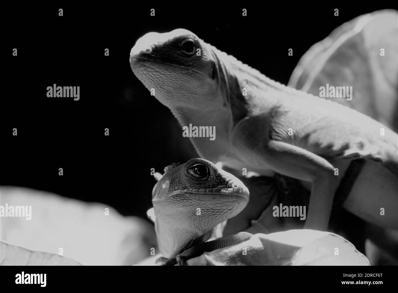 Japan lizards hi-res stock photography and images - Alamy