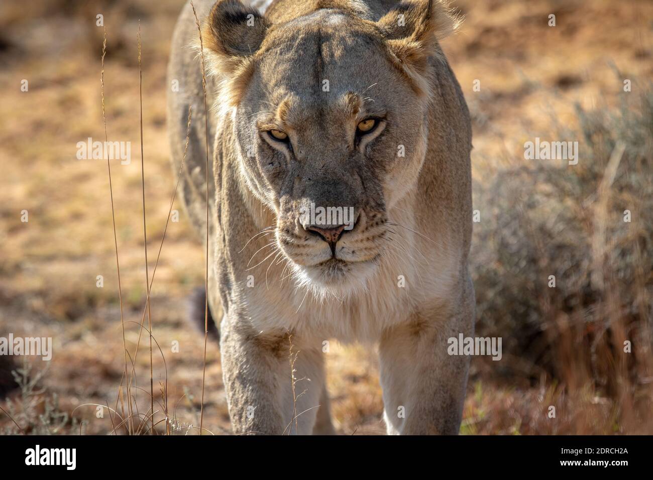 Portrait Of Lioness Standing On Land Stock Photo - Alamy