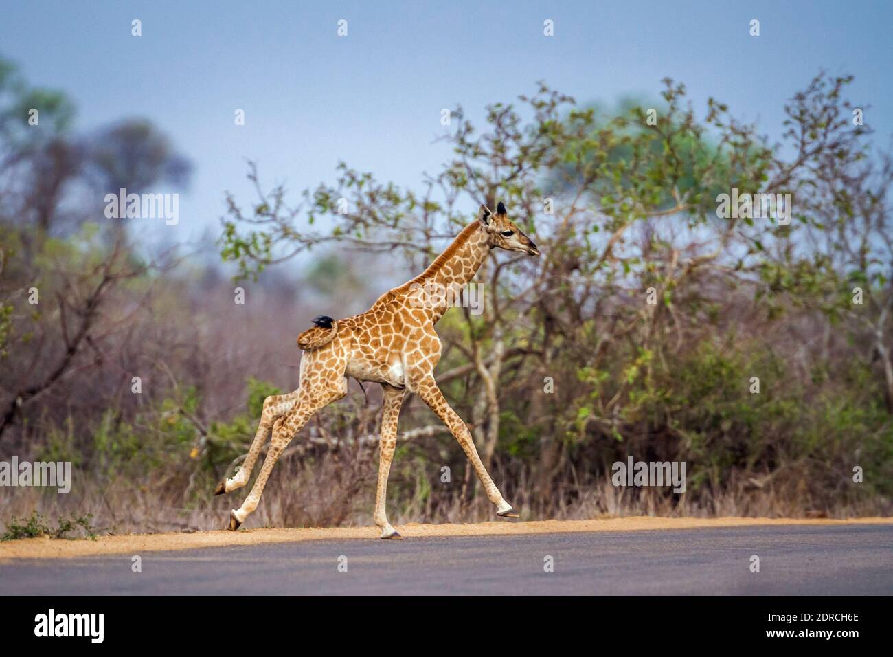 Giraffe conservation transport hi-res stock photography and images - Alamy