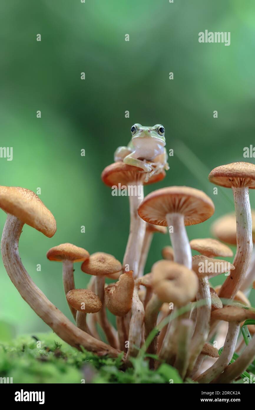 Frog on toadstool hi-res stock photography and images - Alamy