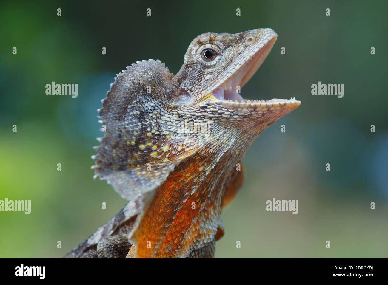 Close up lizard open mouth hi-res stock photography and images - Alamy