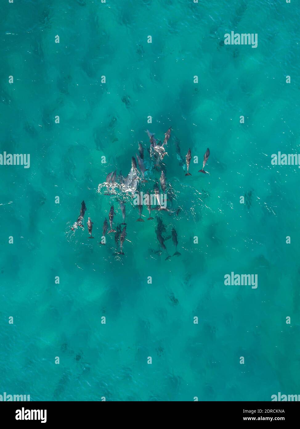 Aerial View Of Dolphins Swimming In Sea Stock Photo - Alamy