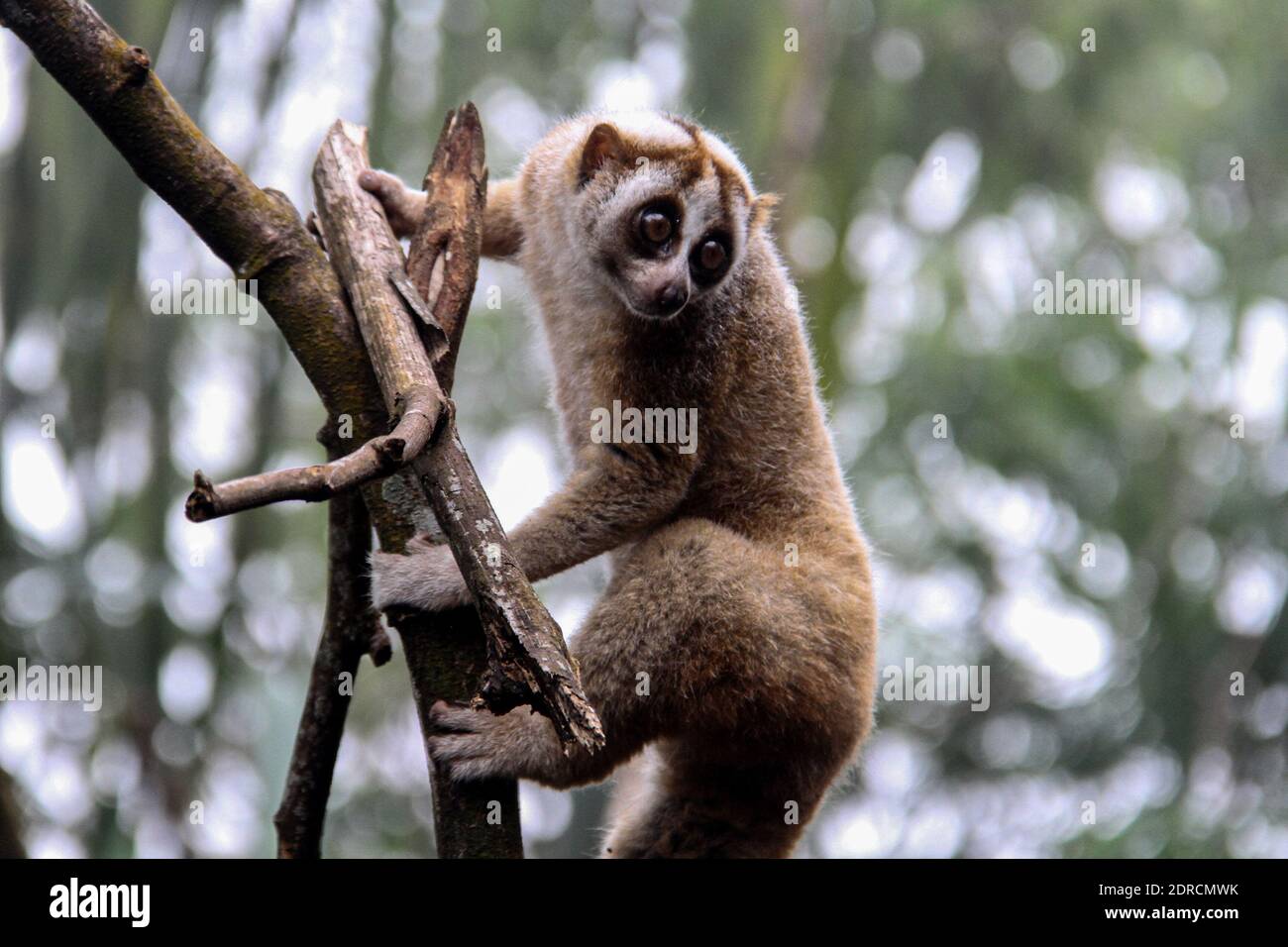Slow Loris In The Wild