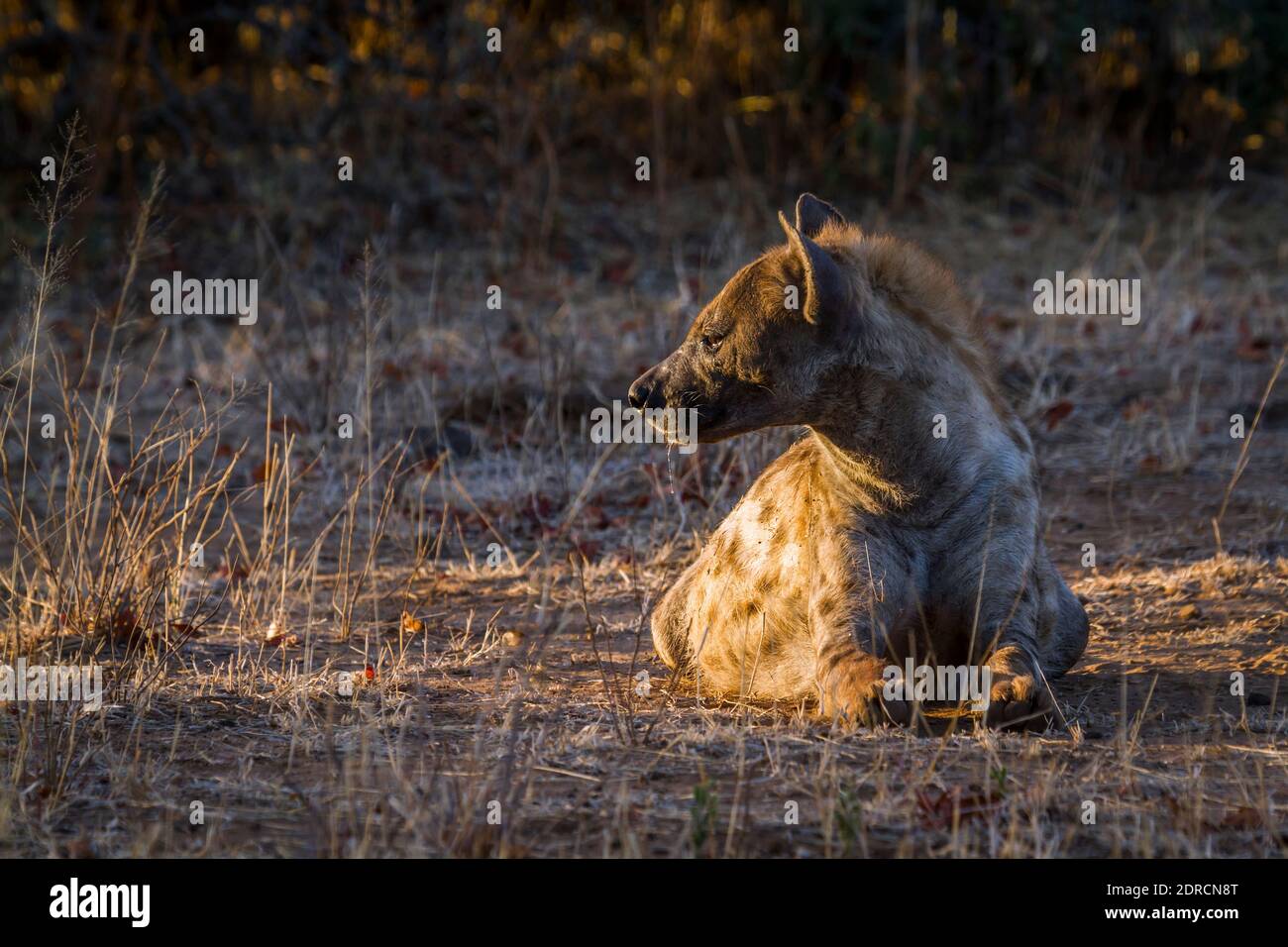 Hyena sitting hi-res stock photography and images - Alamy