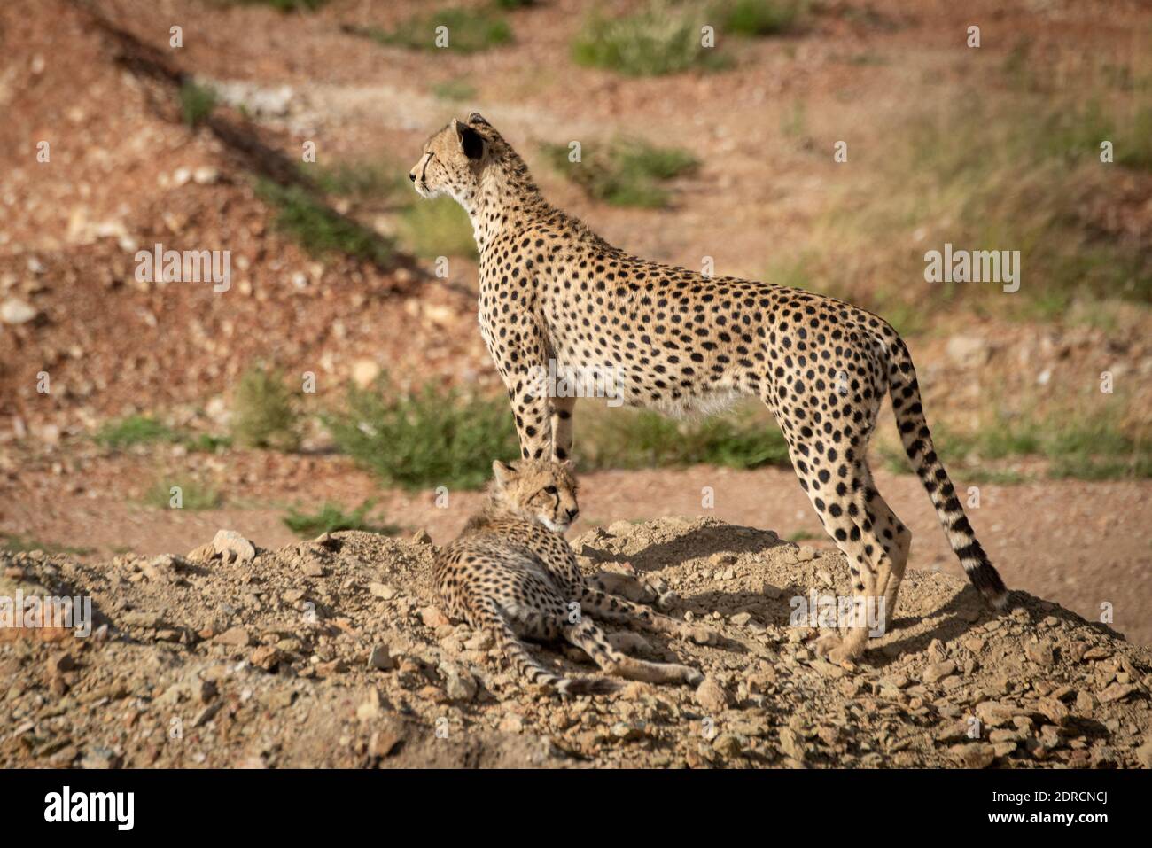 Tanzania safari cheetah rock hi-res stock photography and images - Alamy