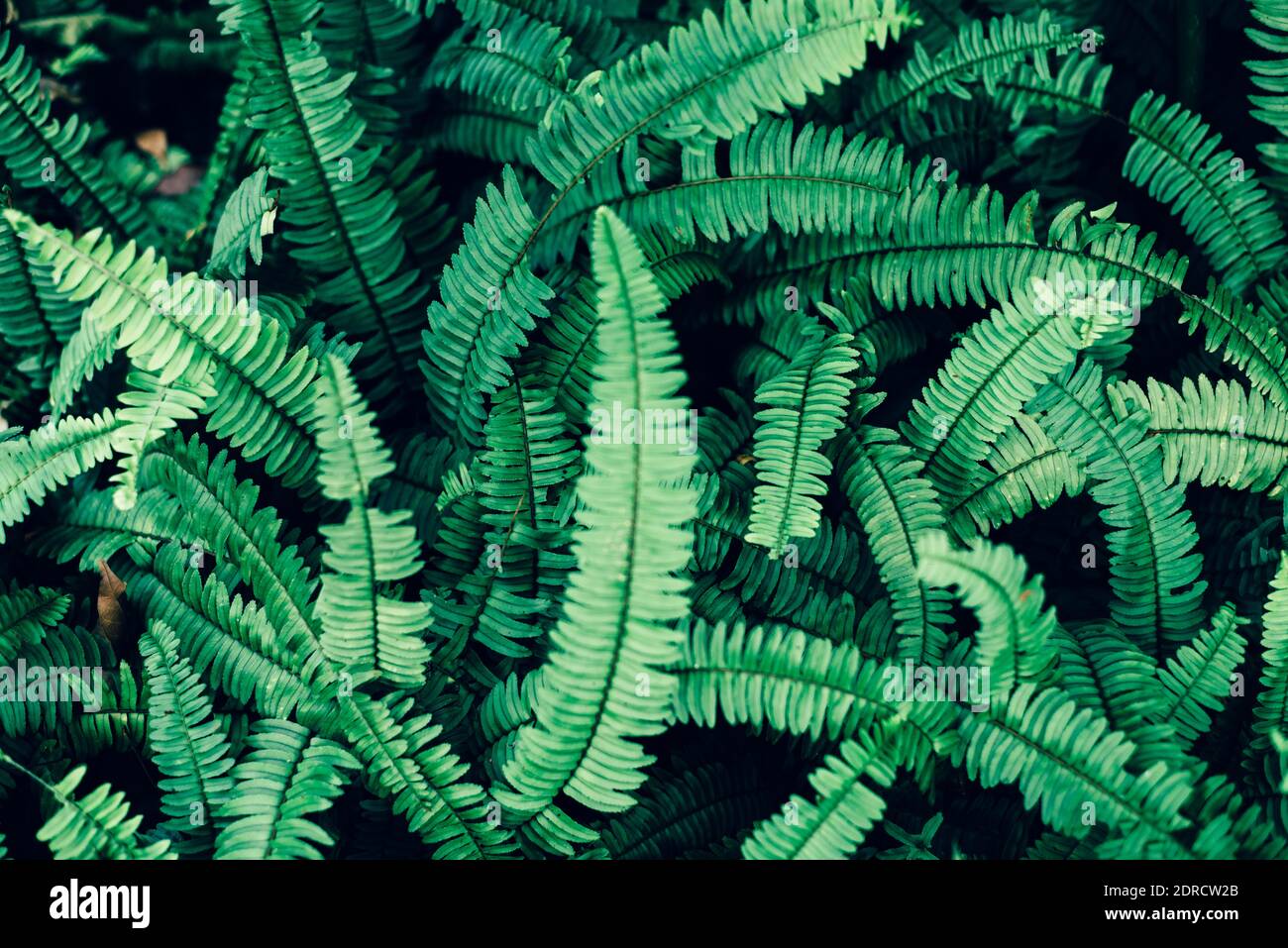 Beautiful Leaves Background For Wallpaper And Backdrop Stock Photo - Alamy