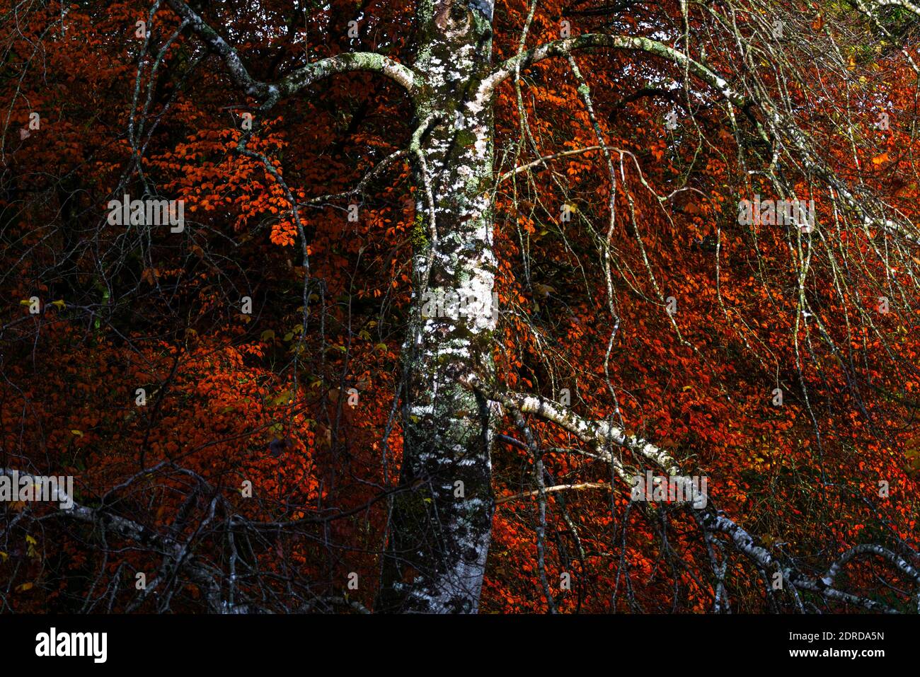 Vibrant coloration of birch tree in autumn forest Stock Photo - Alamy