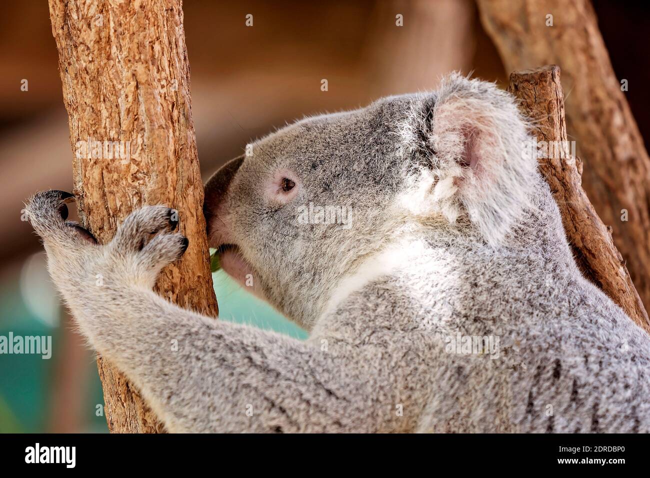 Koalas and hugging hi-res stock photography and images - Alamy