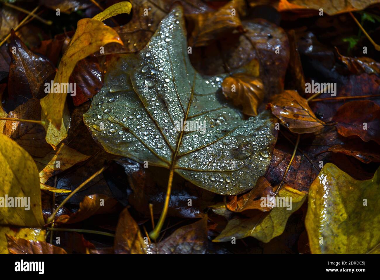 Vivid coloration pattern hi-res stock photography and images - Alamy